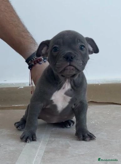 AMERICAN BULLY NANO HEMBRA BLUE en venta en Barcelona | MundoAnimalia