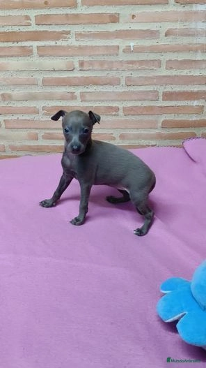 Piccolo blue en venta en Valencia | MundoAnimalia