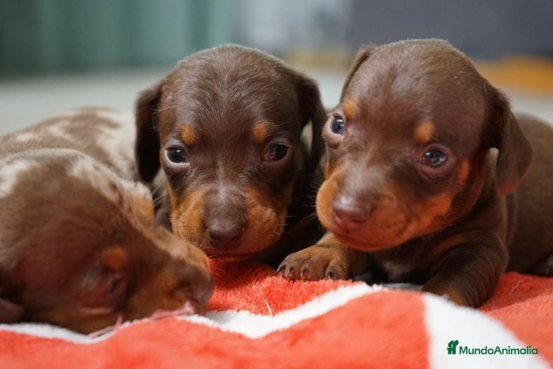 TECKEL MINIATURA CHOCOLATE Y MERLE en venta en Madrid | MundoAnimalia
