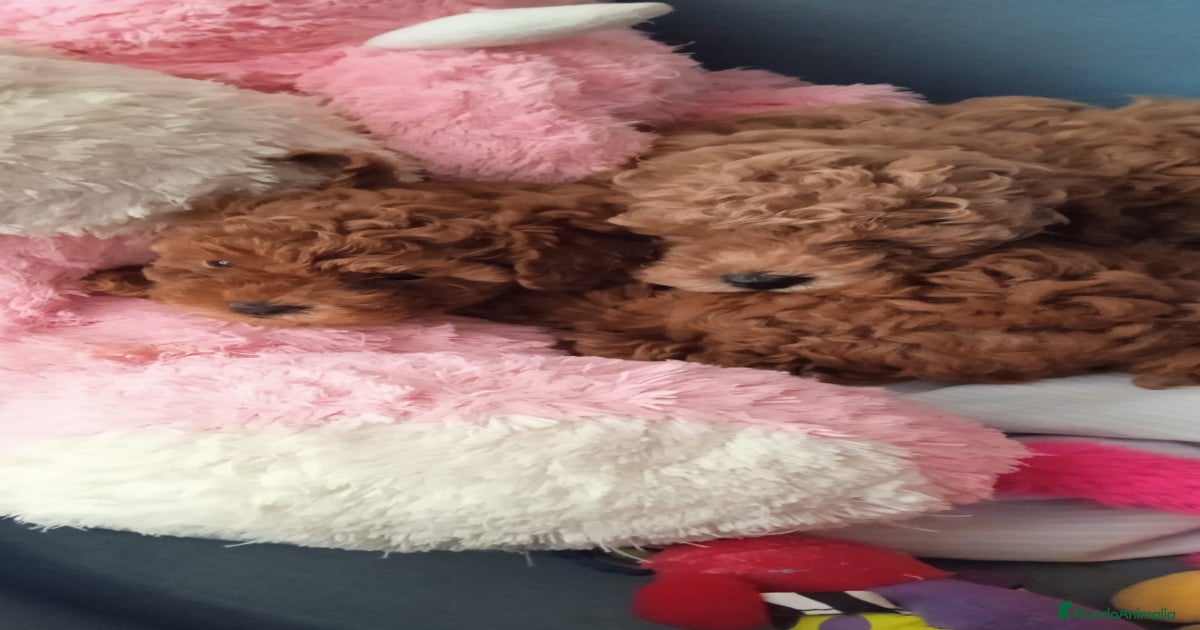 Caniche mini toy en venta en Montroy | MundoAnimalia