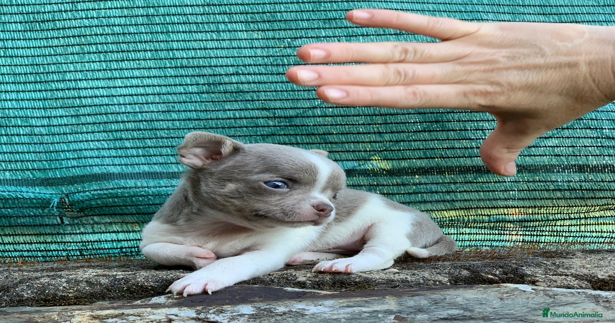 Chihuahua machito lila y blanco en venta en Alicante | MundoAnimalia