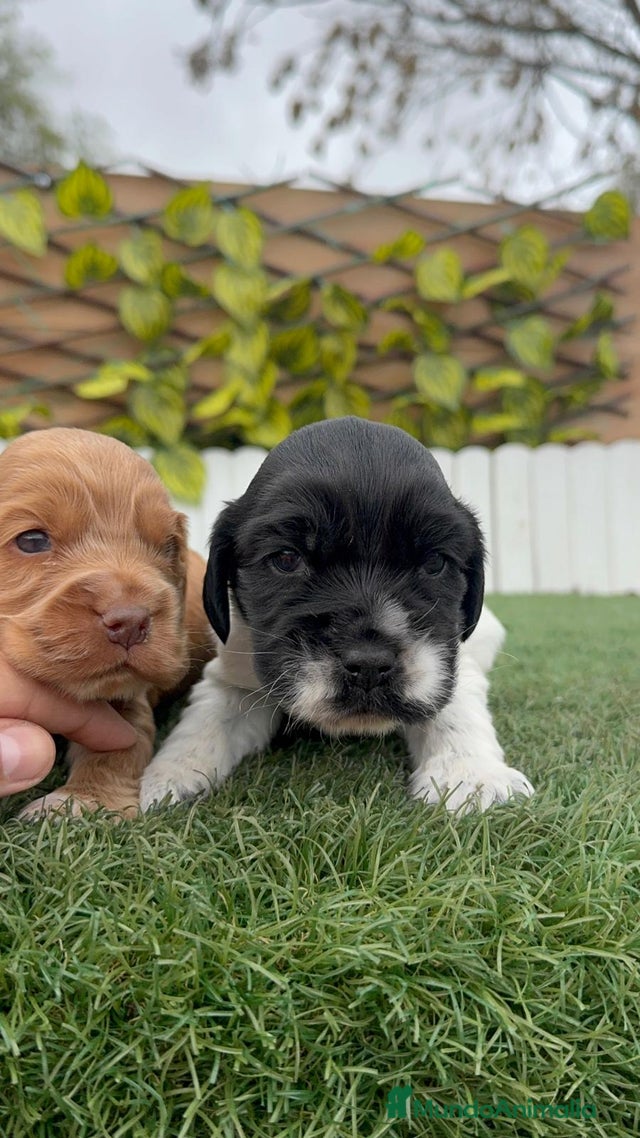 COCKER SPANIEL INGLES en venta en Lebrija | MundoAnimalia