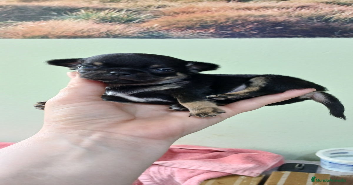 Machito línea rusa en venta en Madrid | MundoAnimalia
