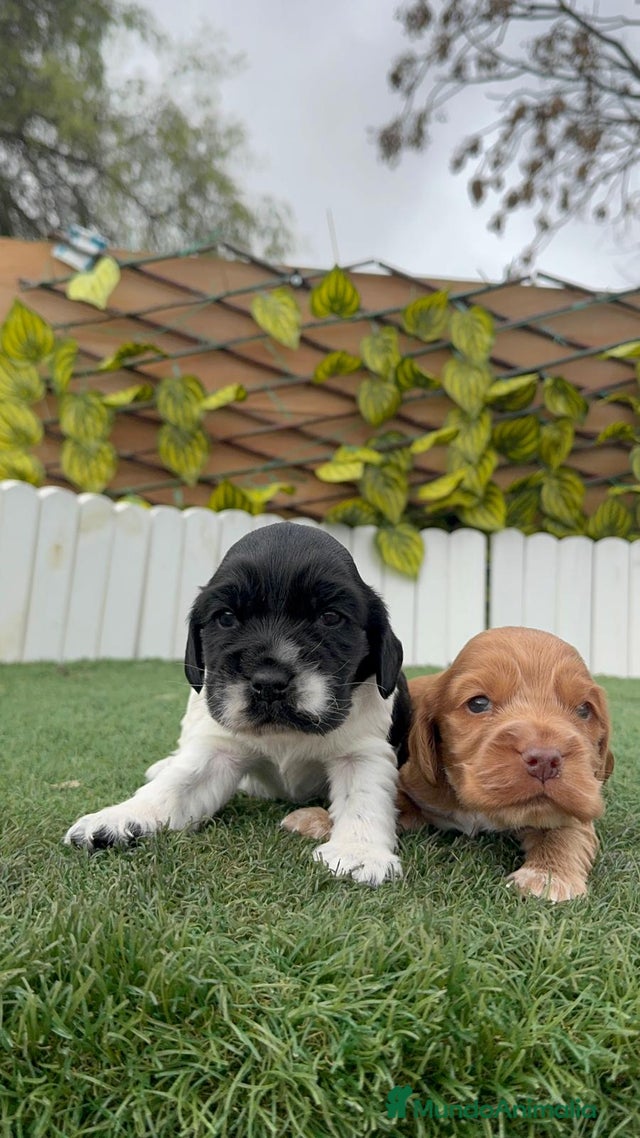 COCKER SPANIEL INGLES en venta en Lebrija | MundoAnimalia