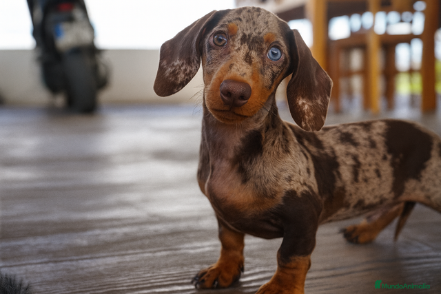 🐾 Frisco – Teckel miniatura Merlé chocolate 💎 en venta en Madrid ...