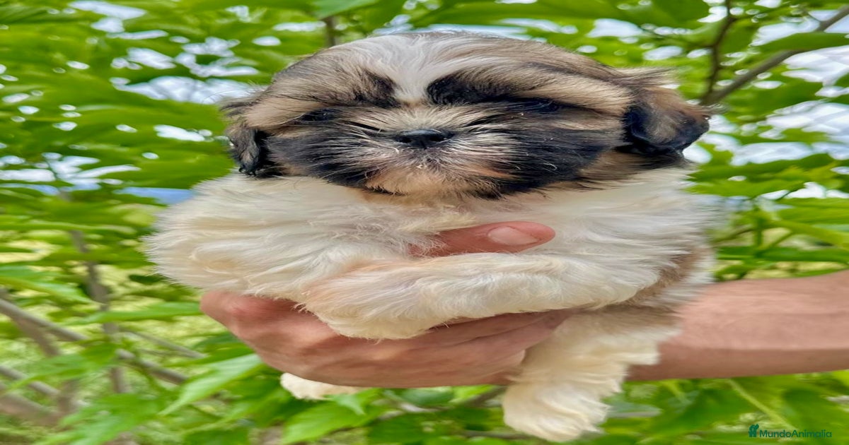 Shih Tzu machito en venta en Barcelona | MundoAnimalia