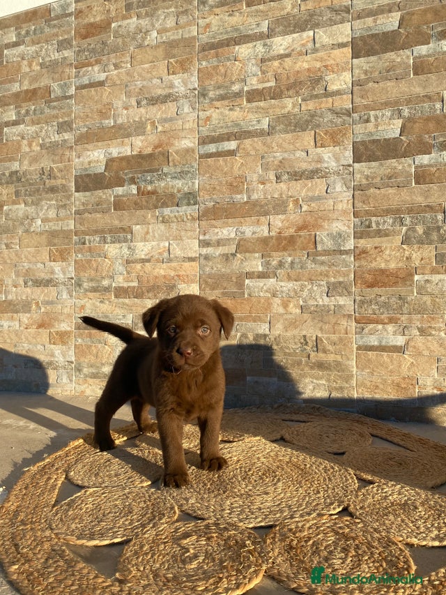 Hembra chocolate Labrador Retriever en venta en Ocaña | MundoAnimalia