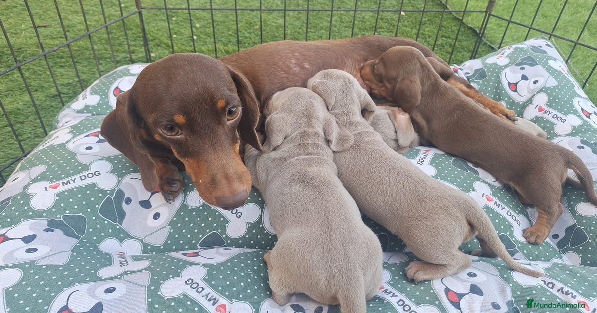 Teckels Isabello en venta en Cártama | MundoAnimalia
