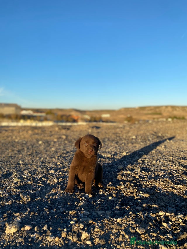 Hembra chocolate Labrador Retriever en venta en Ocaña | MundoAnimalia