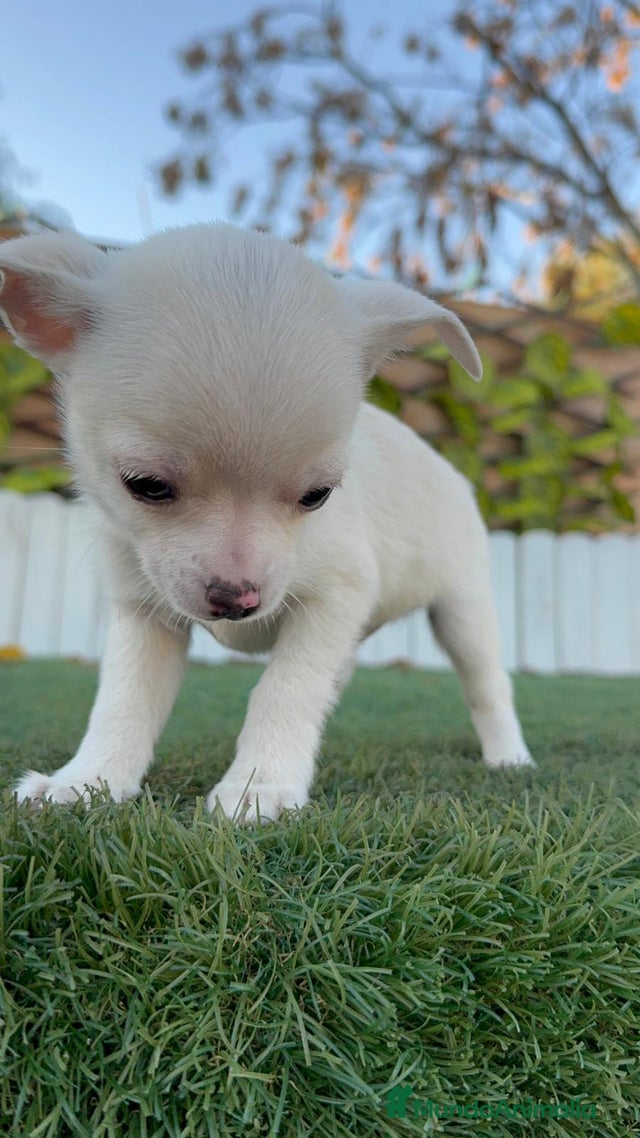 CHIHUAHUA MACHO en venta en Lebrija | MundoAnimalia