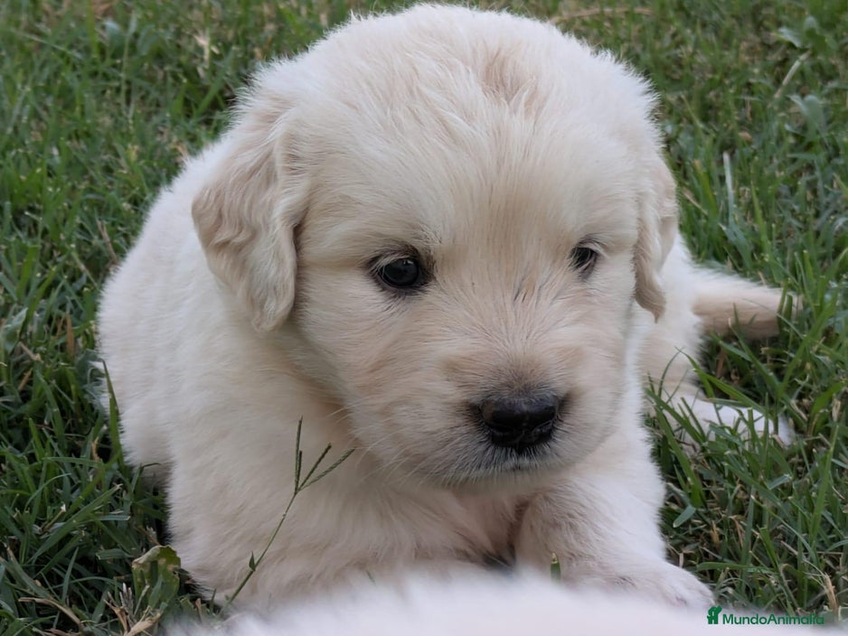 Shihpoo Perros Raza - Características, Fotos & Precio | MundoAnimalia
