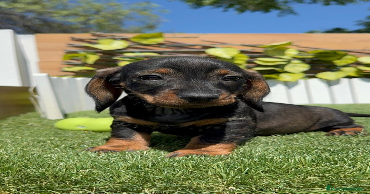 PRECIOSA TECKEL HEMBRA COLOR JABALI en venta en Seville | MundoAnimalia