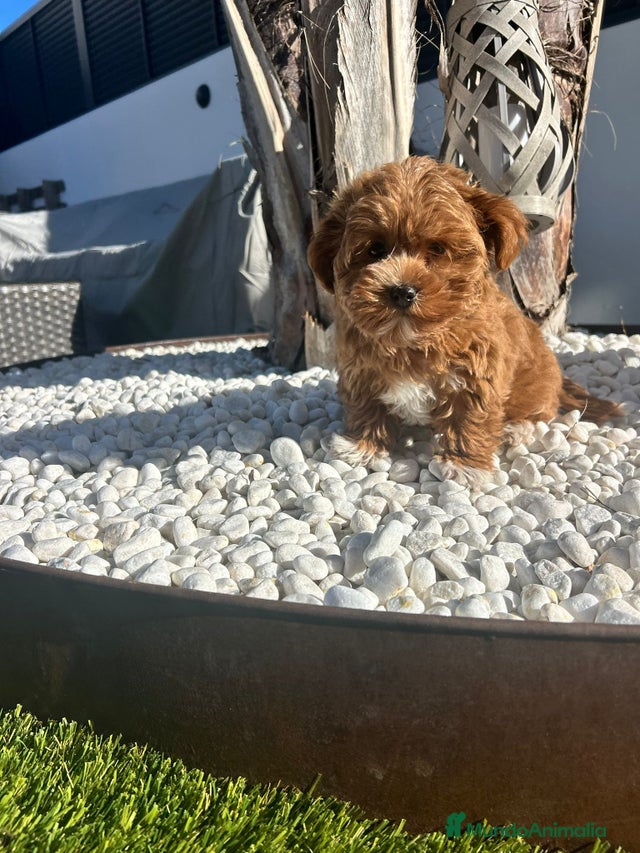 Maltipoo mini en venta en Barcelona | MundoAnimalia
