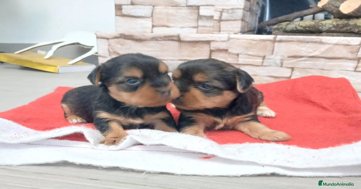 Machito diaponible en venta en Zaragoza | MundoAnimalia