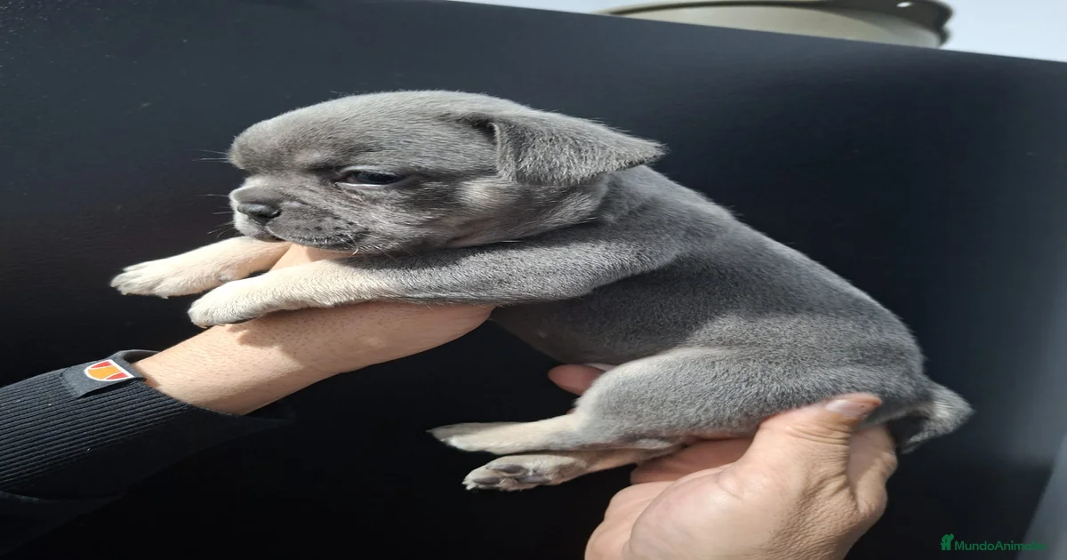 Macho Bulldog frances tri blue fawn en venta en Barcelona | MundoAnimalia