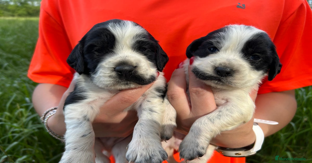 Setter inglés en venta en | MundoAnimalia
