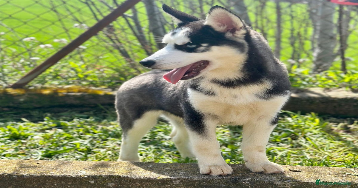 HUSKY SIBERIANO OPORTUNIDAD en venta en Barcelona | MundoAnimalia
