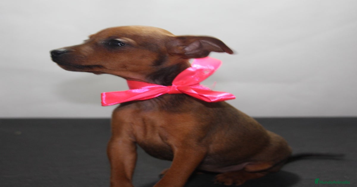 jajajaja Mini pincher hembra www.cachorross.com en venta en Barcelona ...