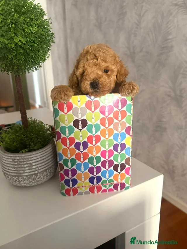CANICHE TOY HEMBRA EXCLUSIVA en venta en Molina de Segura | MundoAnimalia