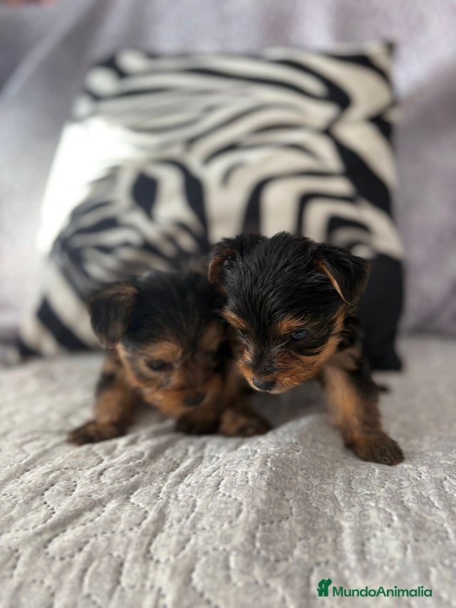 Yorkshire mini en venta en Barcelona | MundoAnimalia