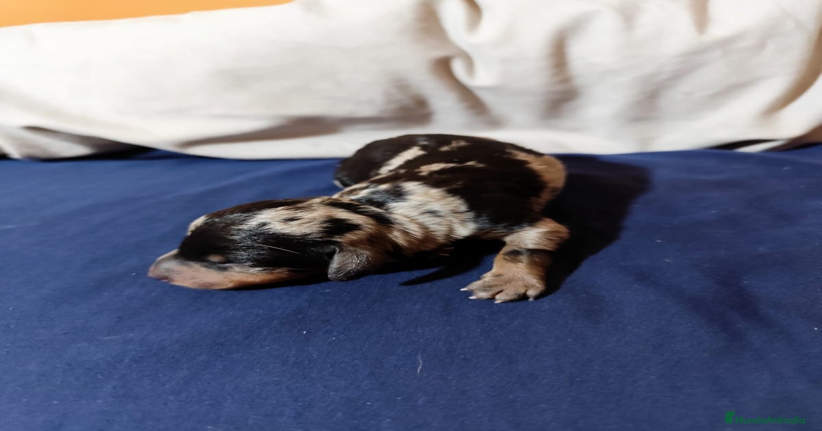 TECKEL KANINCHEN HEMBRA MERLE BLUE CHOCOLATE en venta en Barcelona ...