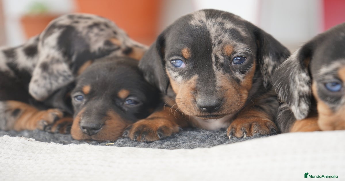 TECKEL MINIATURA EN COLOR MERLE CONN OJOS AZULES en venta en Madrid ...