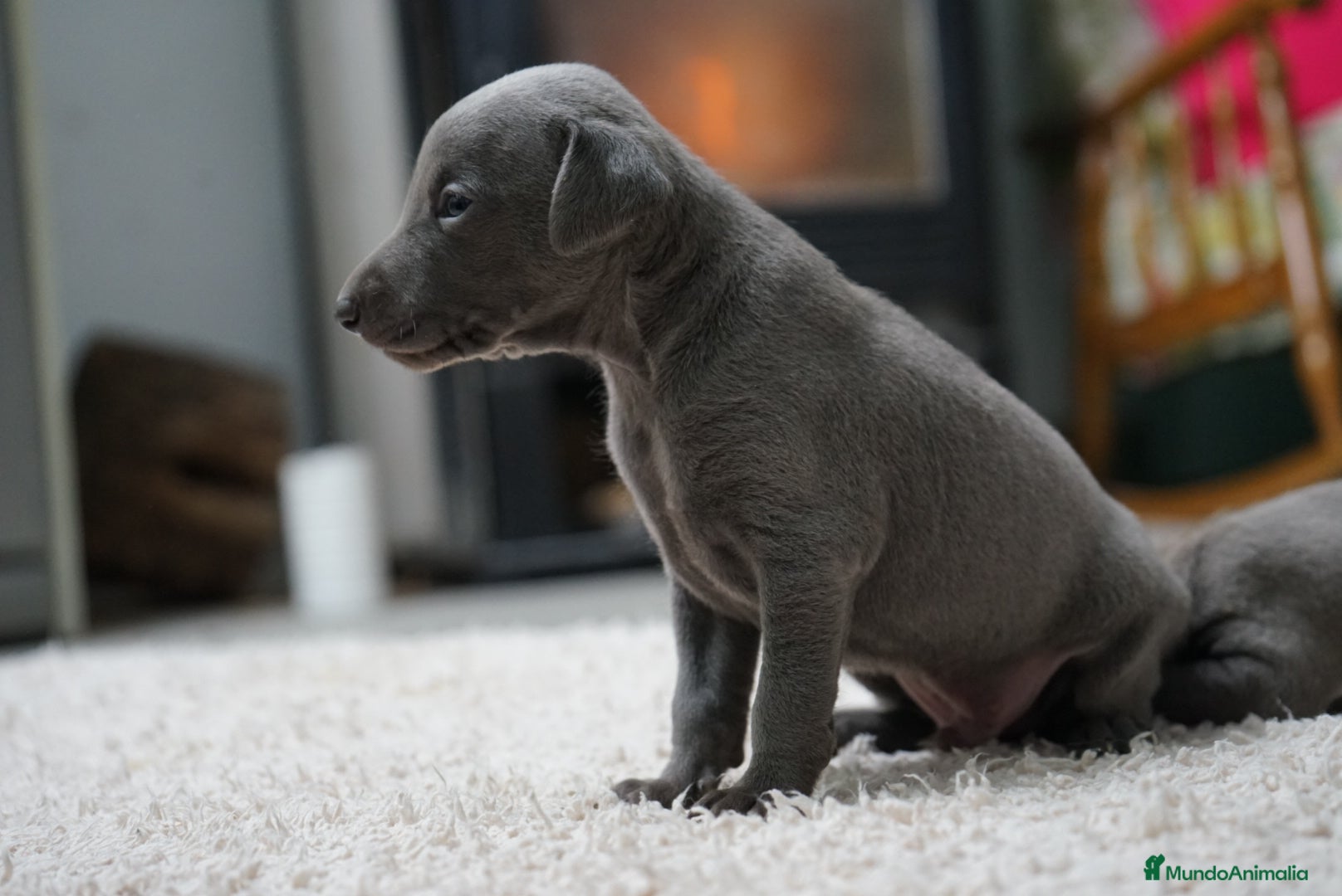 PEQUEÑO LEBREL ITALIANO BLUE en venta en Madrid | MundoAnimalia