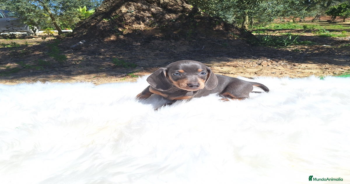 TECKEL ISABELA Y BLUE en venta en Sevilla | MundoAnimalia