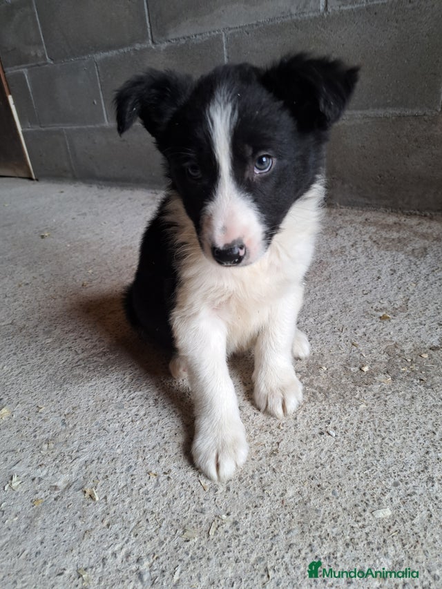 Cachorros border collie! en venta en Barcelona | MundoAnimalia