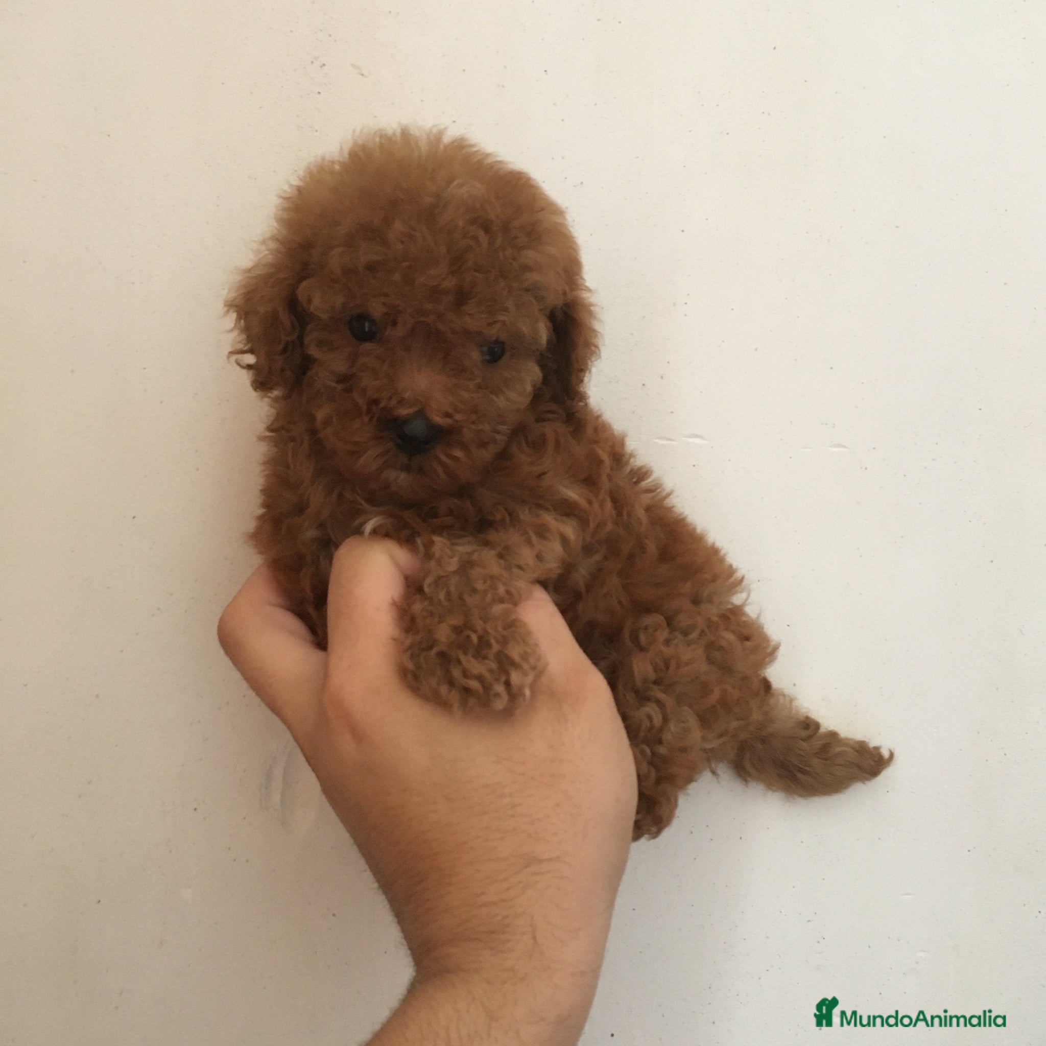 IMPRESIONANTES CANICHES TOYS 😍🐶 en venta en Madrid | MundoAnimalia