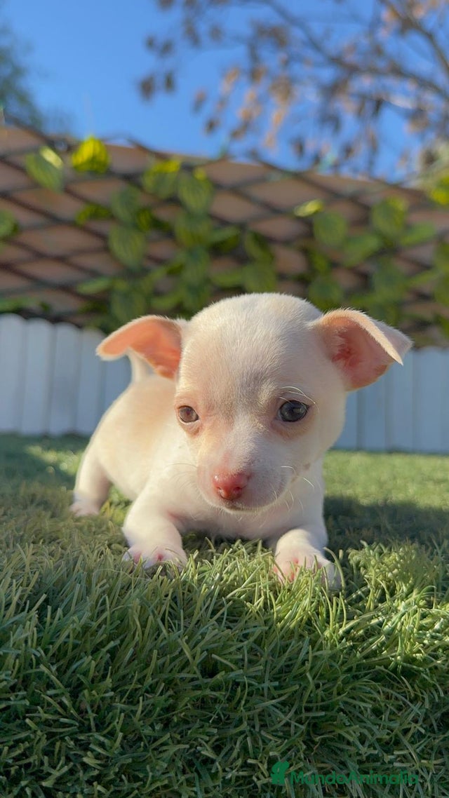 CHIHUAHUA HEMBRA en venta en Lebrija | MundoAnimalia