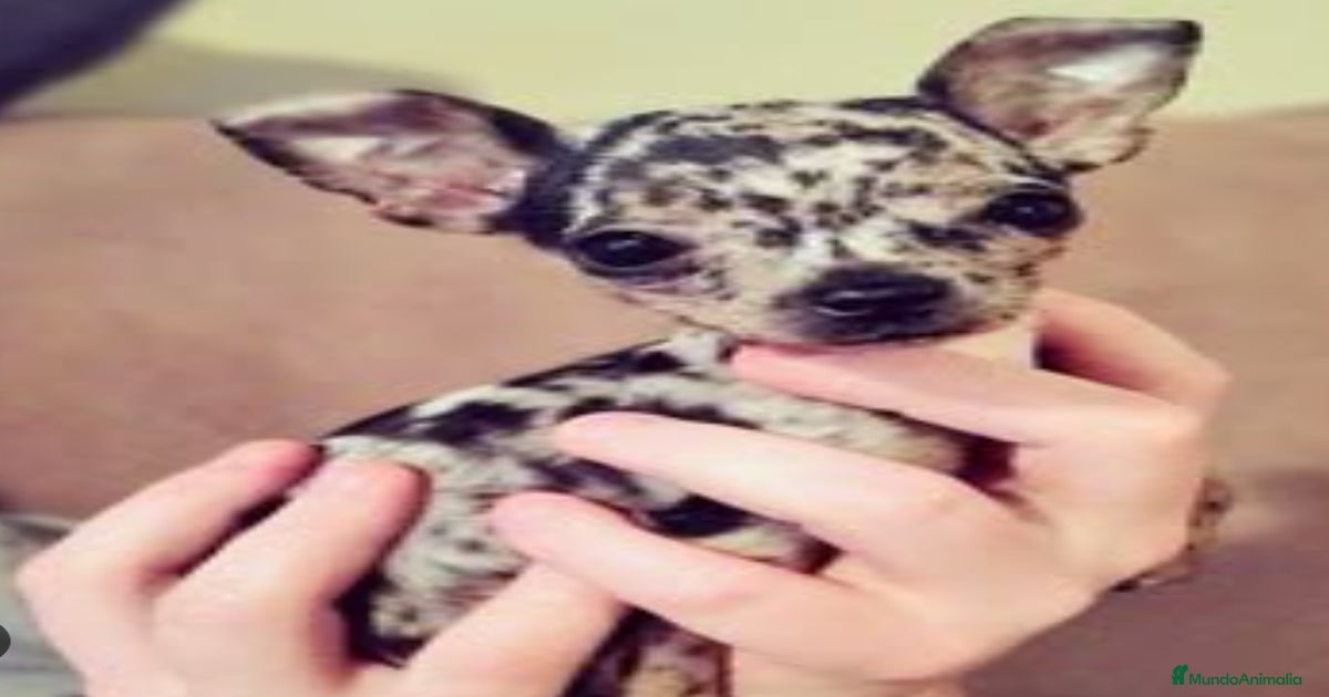 Mini pinchi merle en venta en Valencia | MundoAnimalia