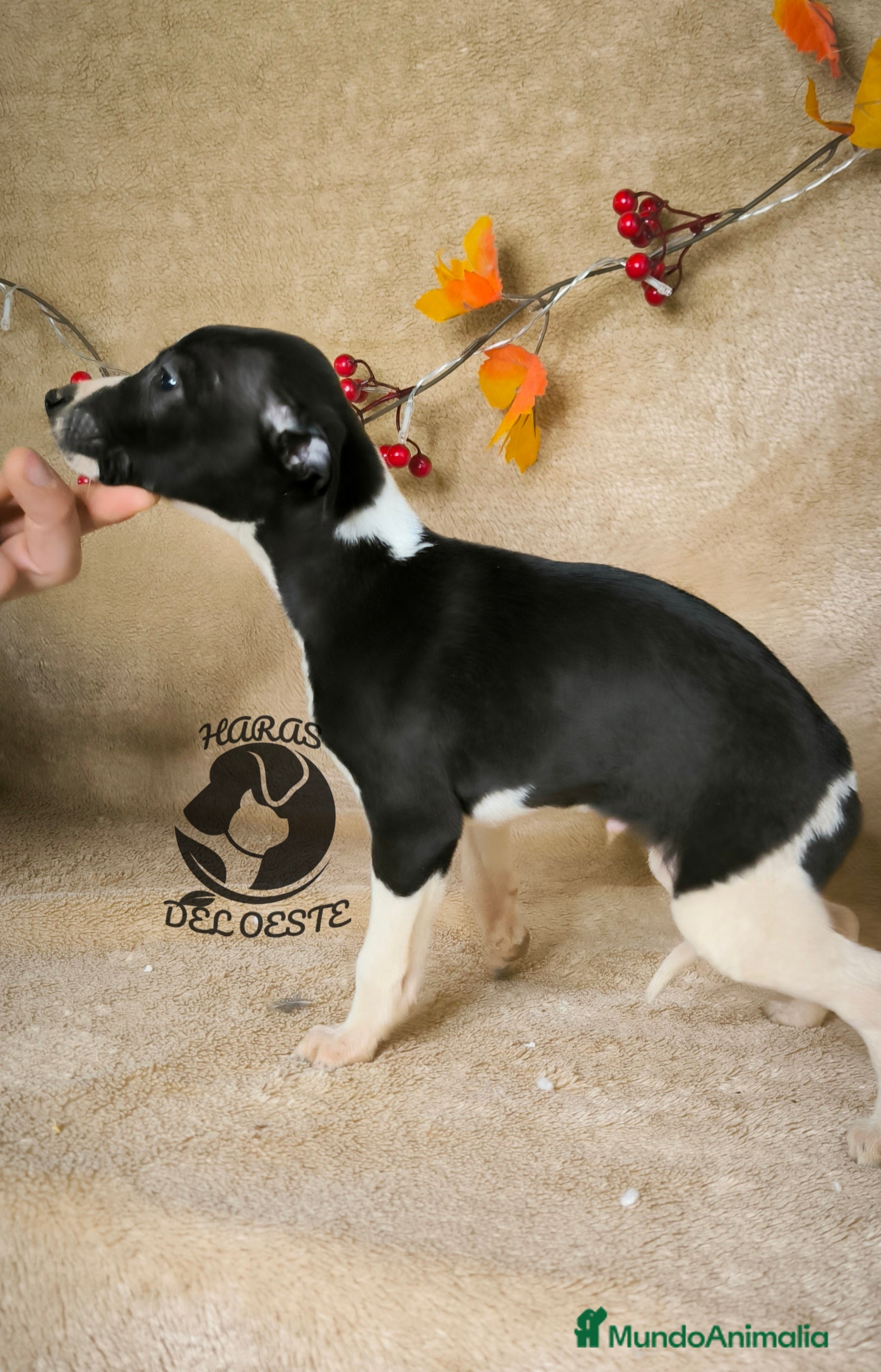 Piccolos en venta en Soria | MundoAnimalia
