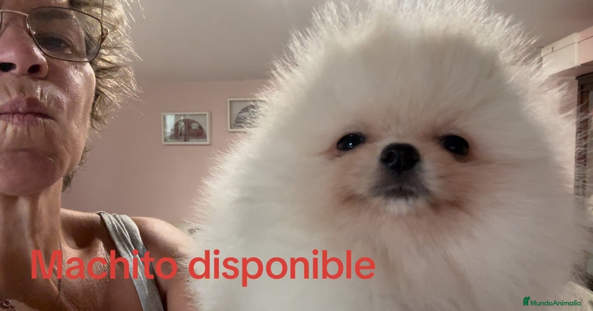 Machito Pomerania disponible en venta en Belvís de Monroy | MundoAnimalia