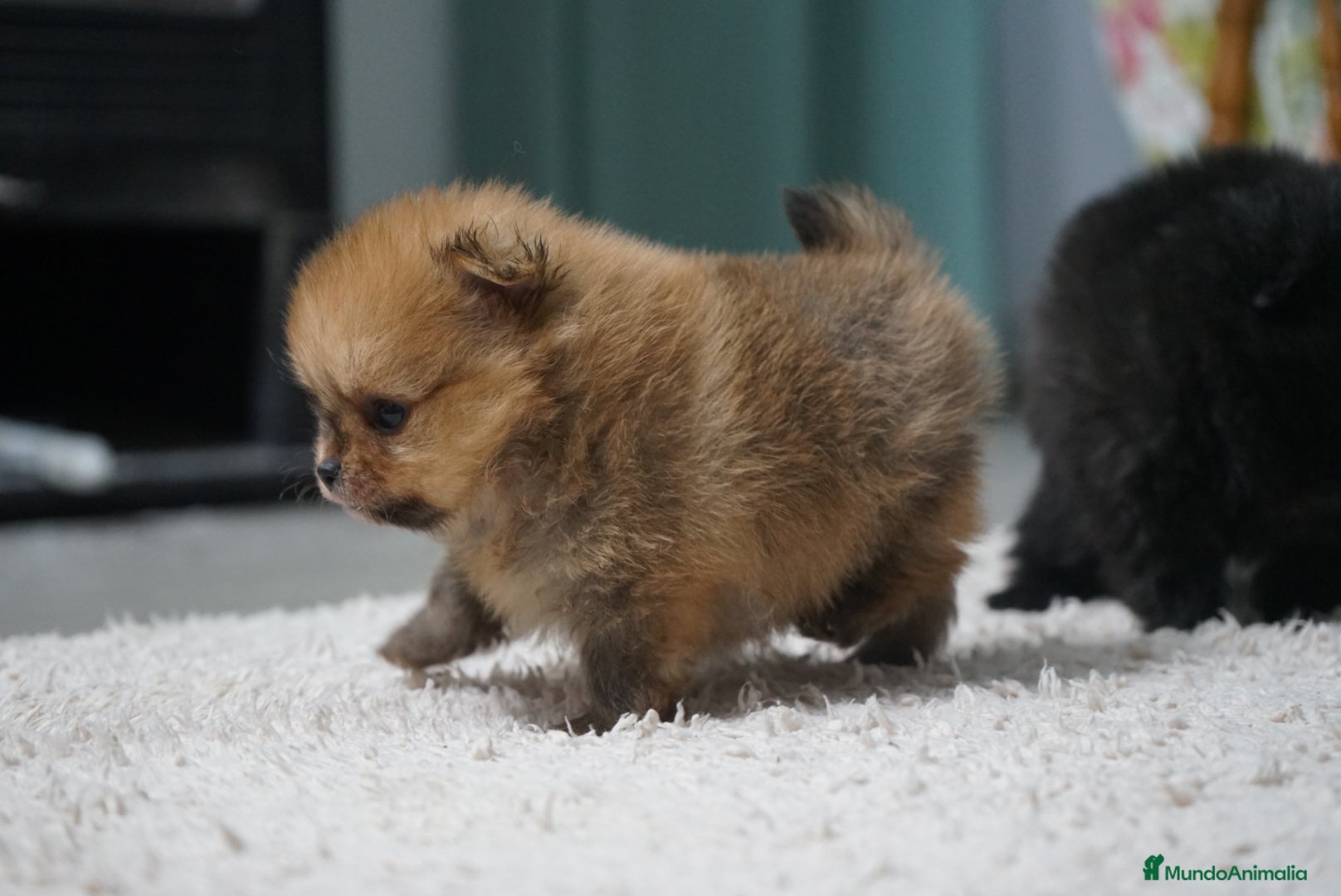 🐾 Moni y Pachanga, puro amor peludo 🐾 en venta en Madrid | MundoAnimalia