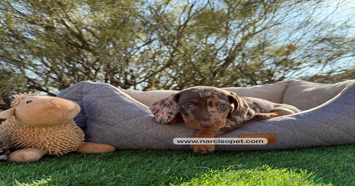 TECKEL MERLE CHOCOLATE HEMBRA en venta en Miguelturra | MundoAnimalia