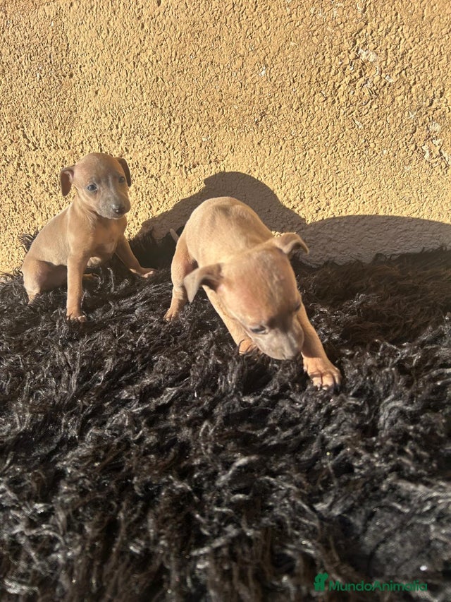 Piccolo lebrel italiano hembras en venta en Madrid | MundoAnimalia