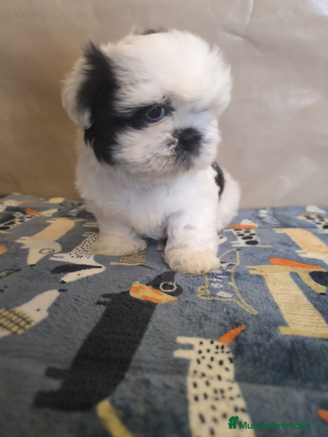 Shit tzu mini en venta en Carmona | MundoAnimalia