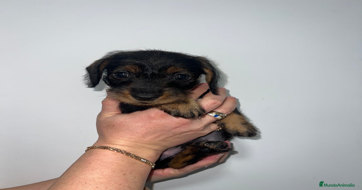 CACHORRO DE TECKEL PELO DURO MACHO en venta en Madrid | MundoAnimalia