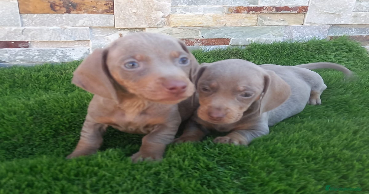 Teckel kanichen Isabella en venta en Murcia | MundoAnimalia