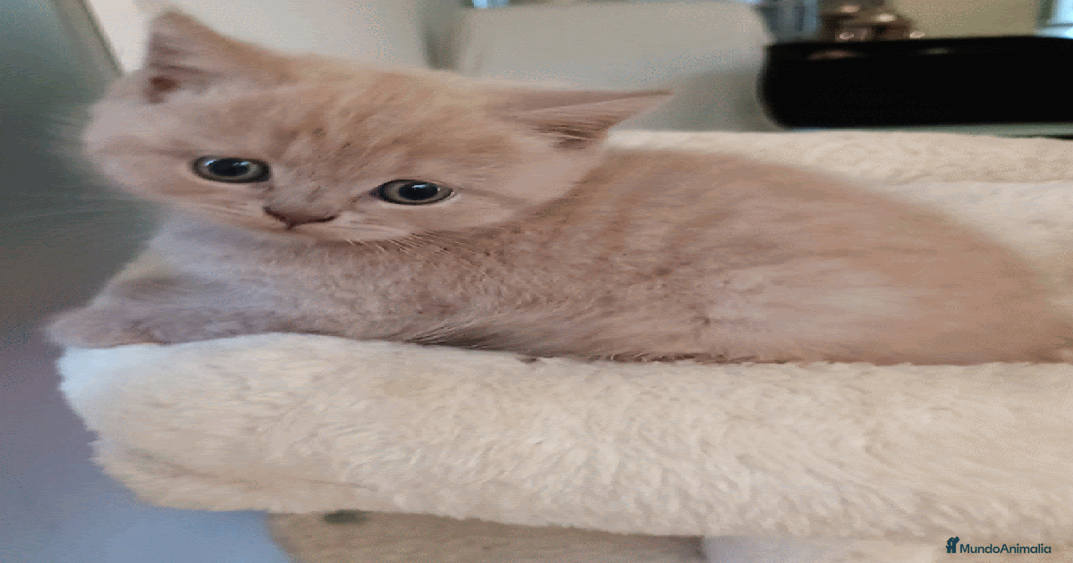 British fawn shorthair en venta en Bollullos de la Mitación | MundoAnimalia