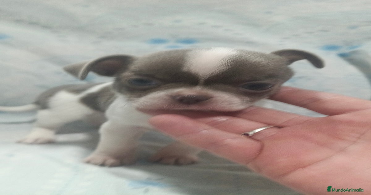 Chihuahua blue macho en venta en Málaga | MundoAnimalia