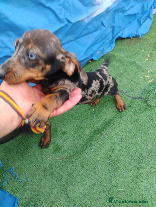 Cachorra teckel arlequín plata en venta en Malagón | MundoAnimalia