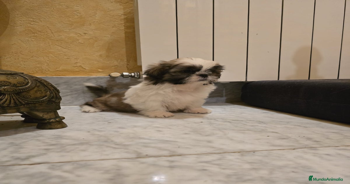 Shih tzu disponible macho en venta en | MundoAnimalia