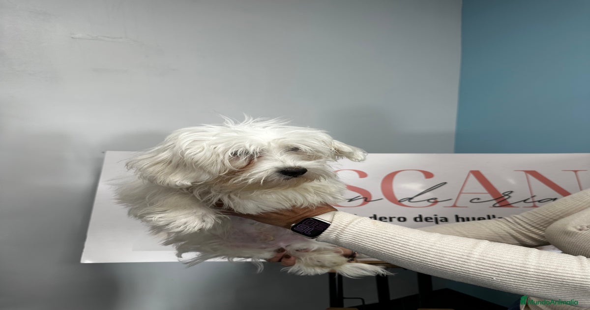 Último machito Bichón Maltés disponible en venta en Bigues i Riells ...