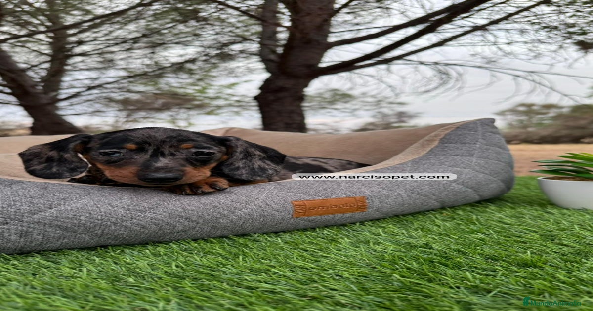 PEQUEÑOS TECKEL MERLE PLATA en venta en Ciudad Real | MundoAnimalia