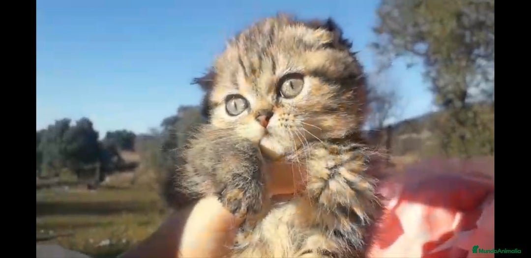 Precioso ultimo Machito fold en venta en Toledo | MundoAnimalia