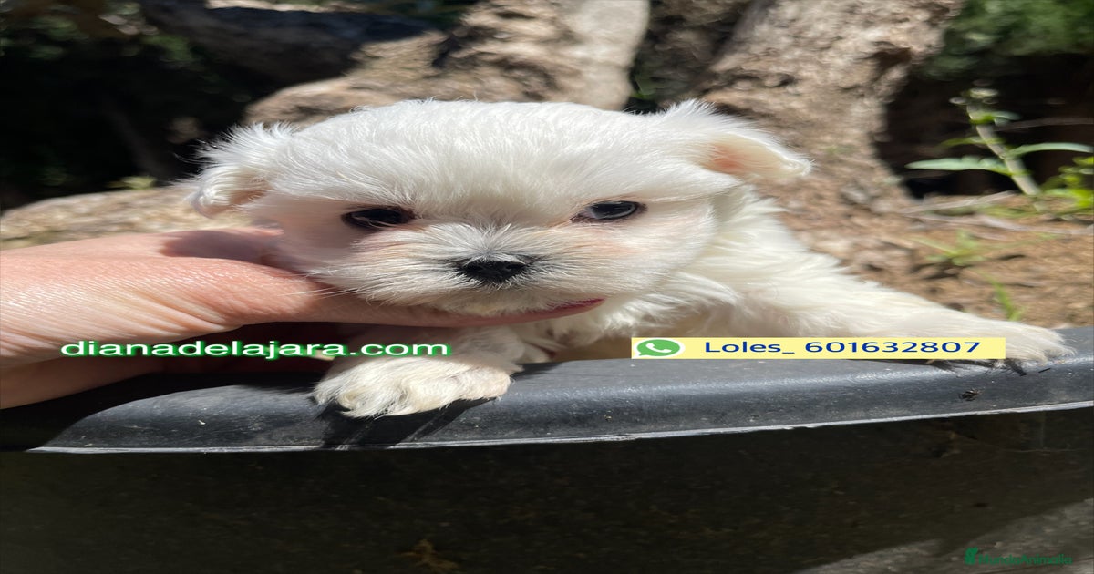 Bichon maltes toy machito en venta en Granada | MundoAnimalia