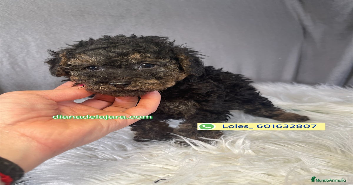 Machito de caniche en venta en Granada | MundoAnimalia
