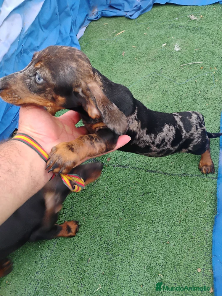 Cachorra teckel arlequín plata en venta en Malagón | MundoAnimalia